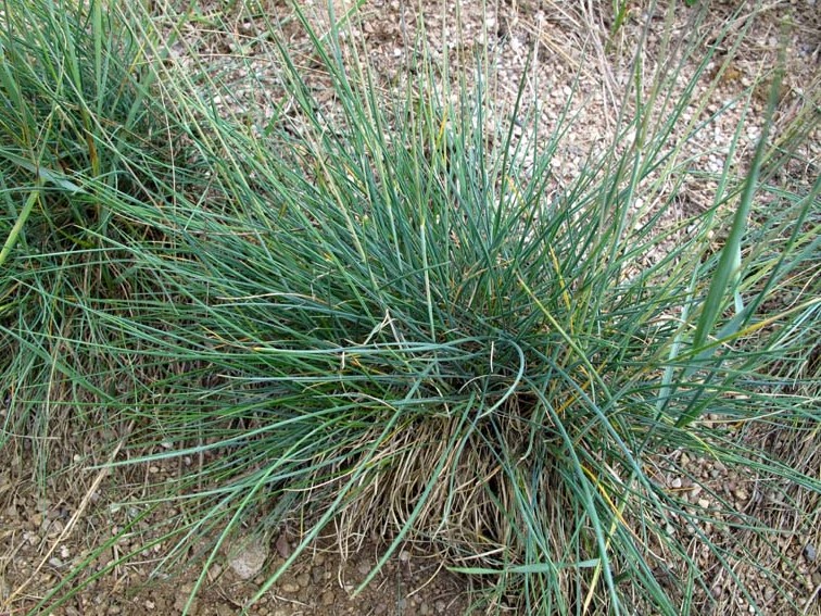 Festuca