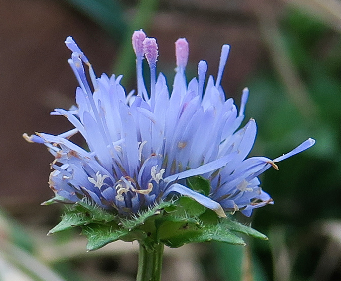Jasione