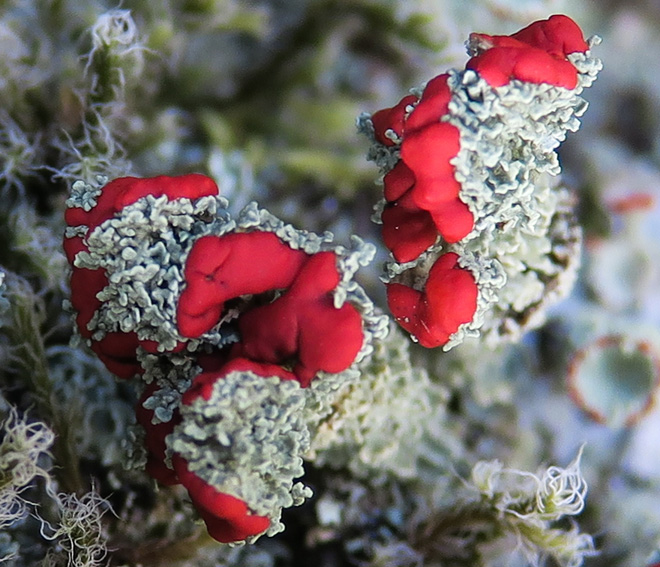 Lichens