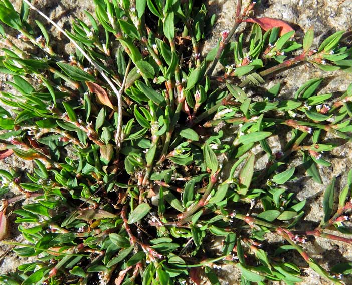 Polygonum