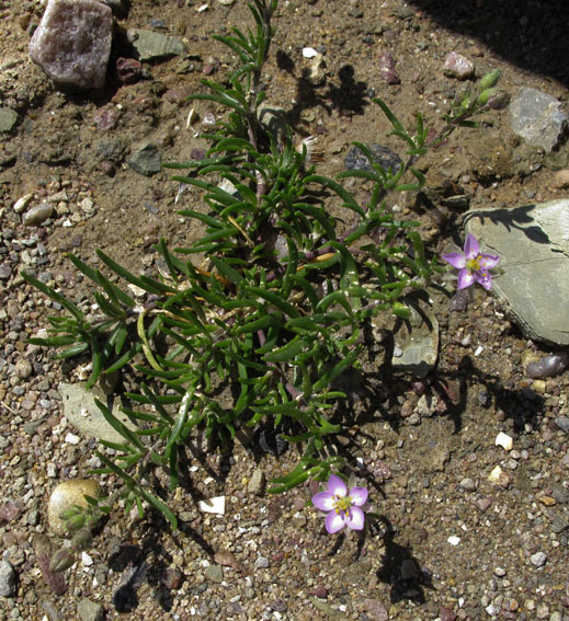 Spergularia