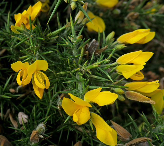 Ulex