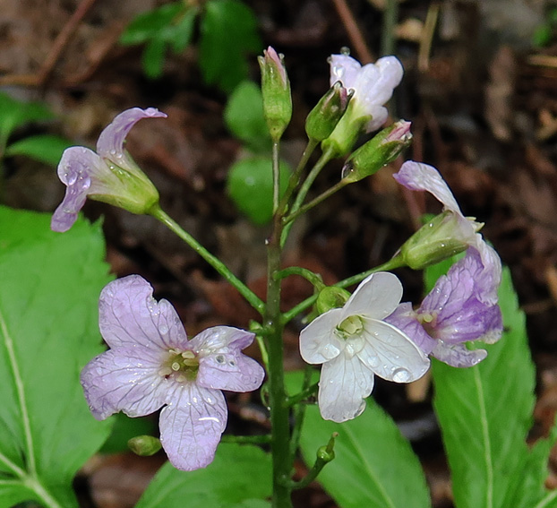 Cardamine