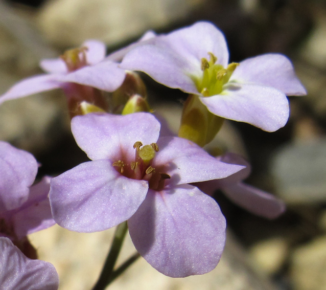 Cardamine