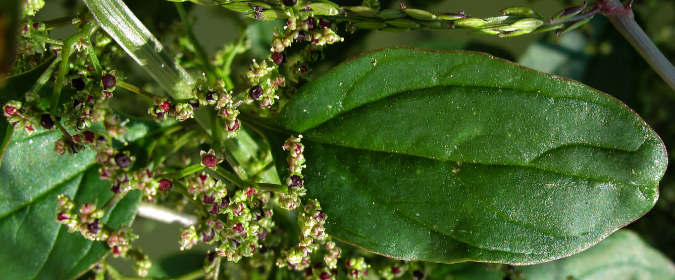 Chenopodium