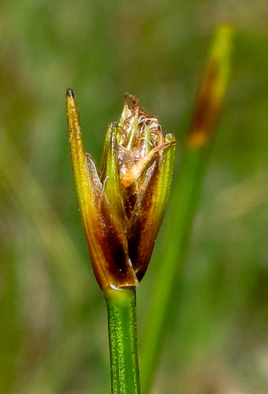 Eleocharis