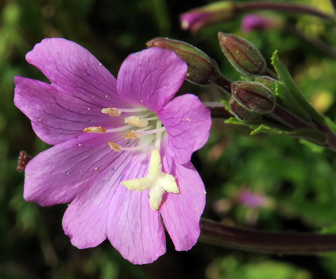 Epilobium
