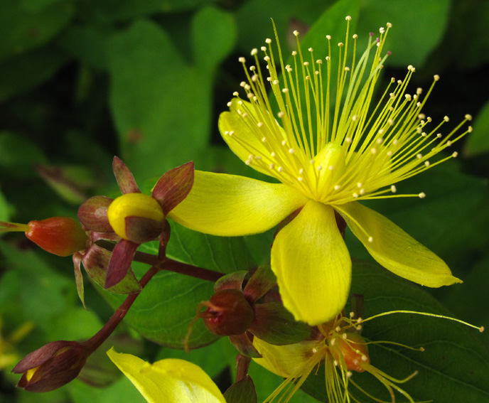Hypericum