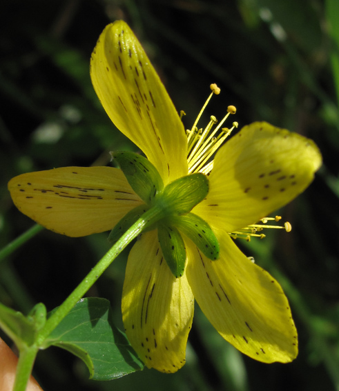 Hypericum