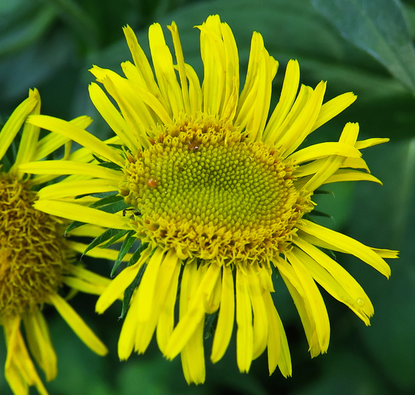 Inula