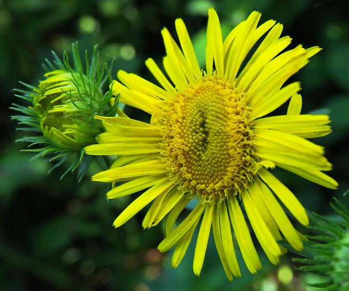 Inula