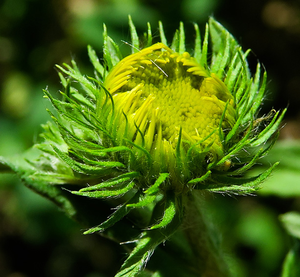 Inula