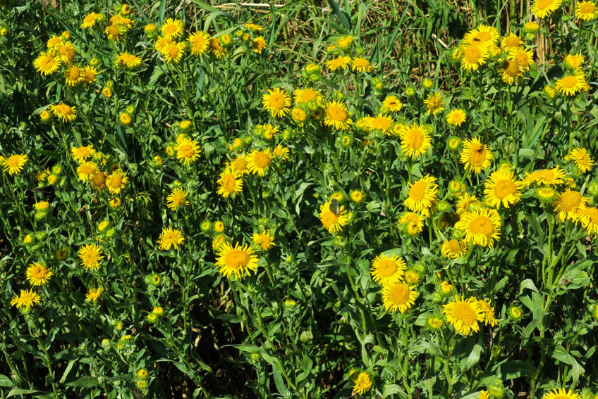 Inula