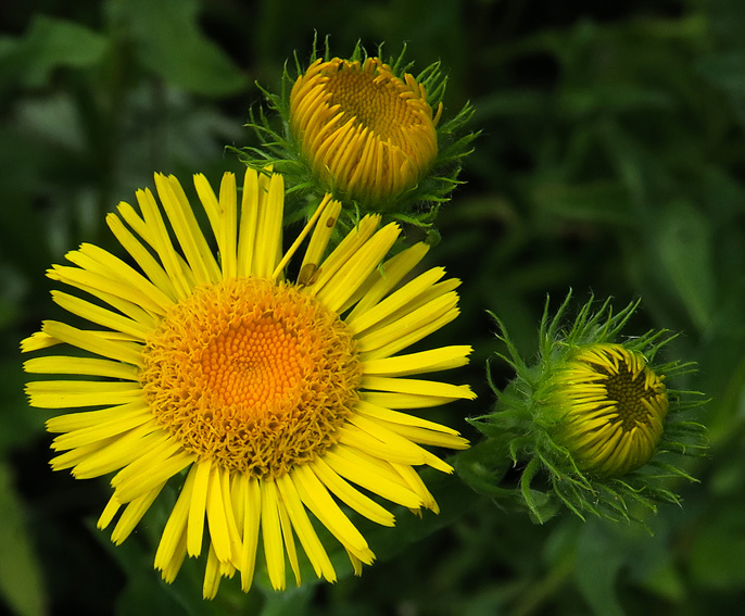 Inula