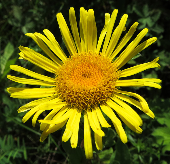 Inula