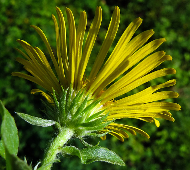 Inula