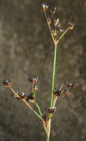 Juncus