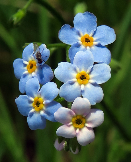 Myosotis