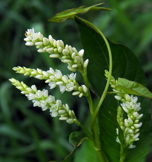 Polygonum