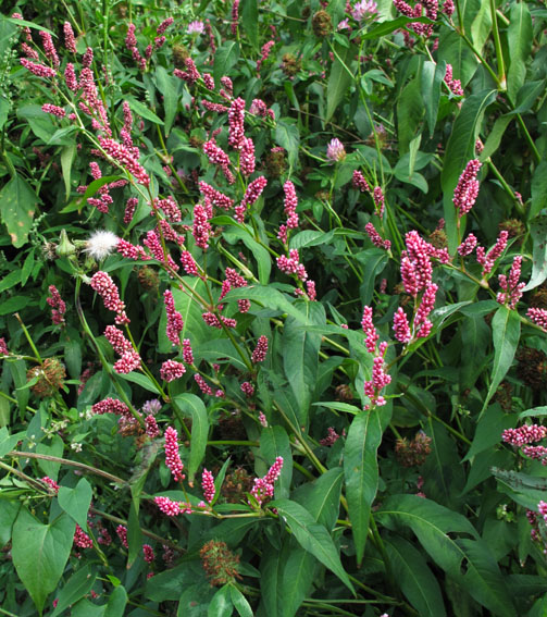 Polygonum