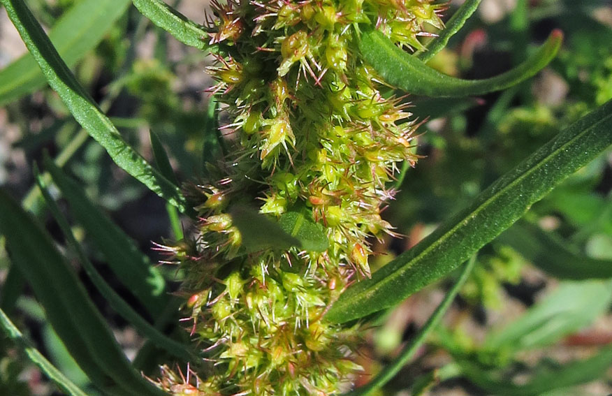Rumex