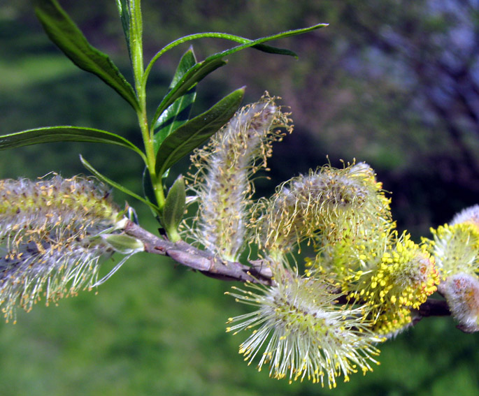 Salix