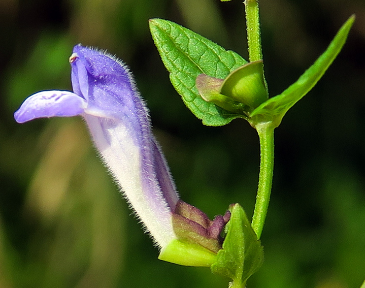 Scutellaria