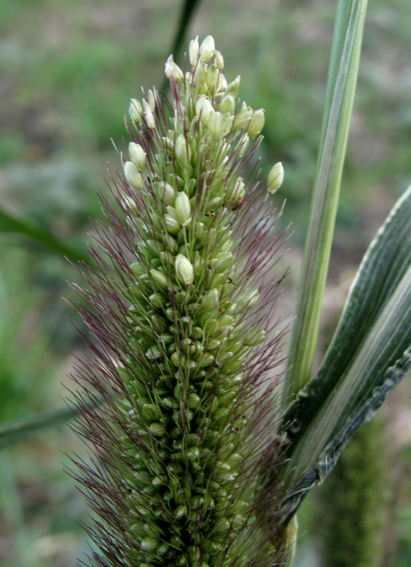 Setaria