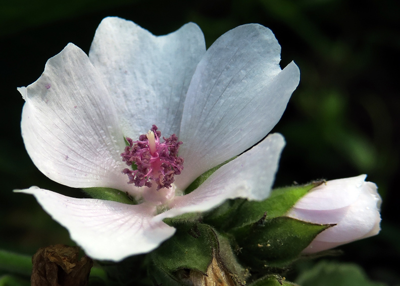 Althaea