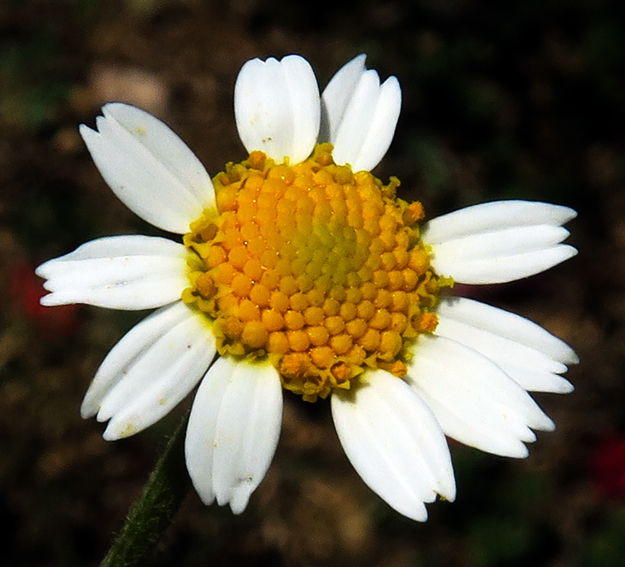 Anthemis