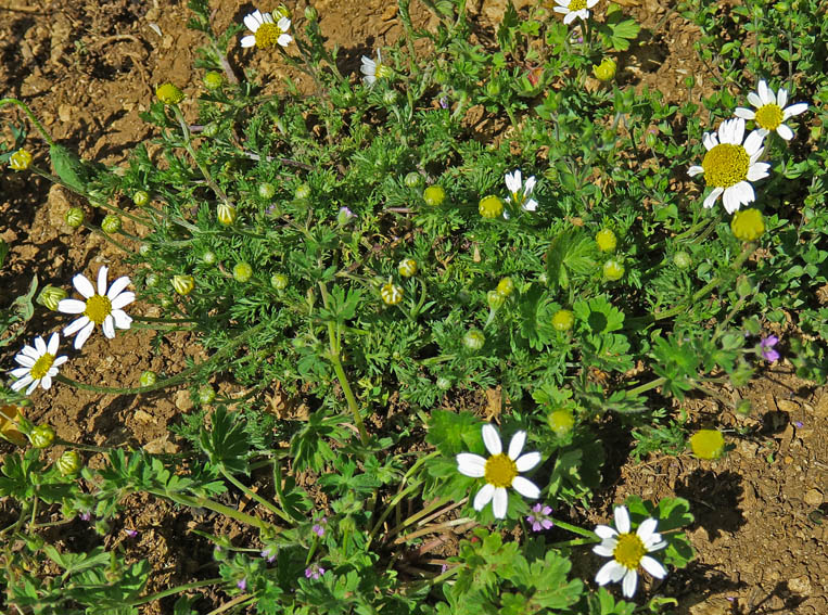 Anthemis
