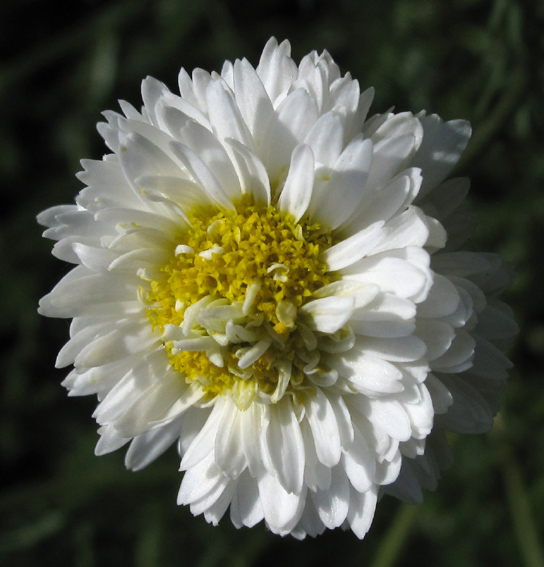 Anthemis