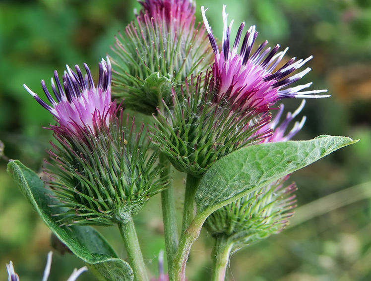 Arctium