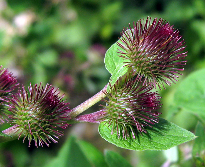 Arctium