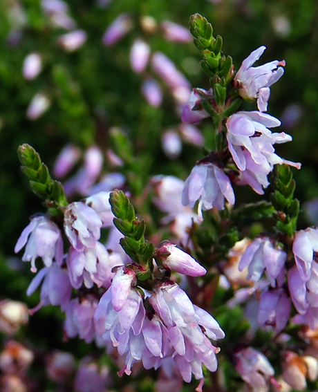 Calluna