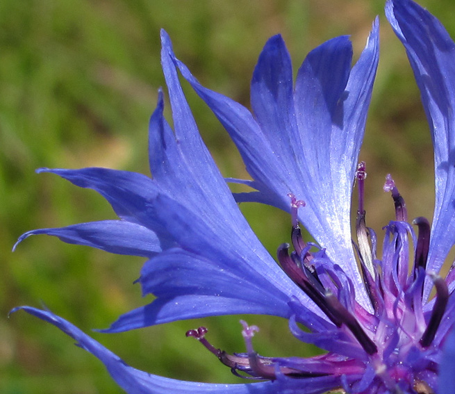 Centaurea