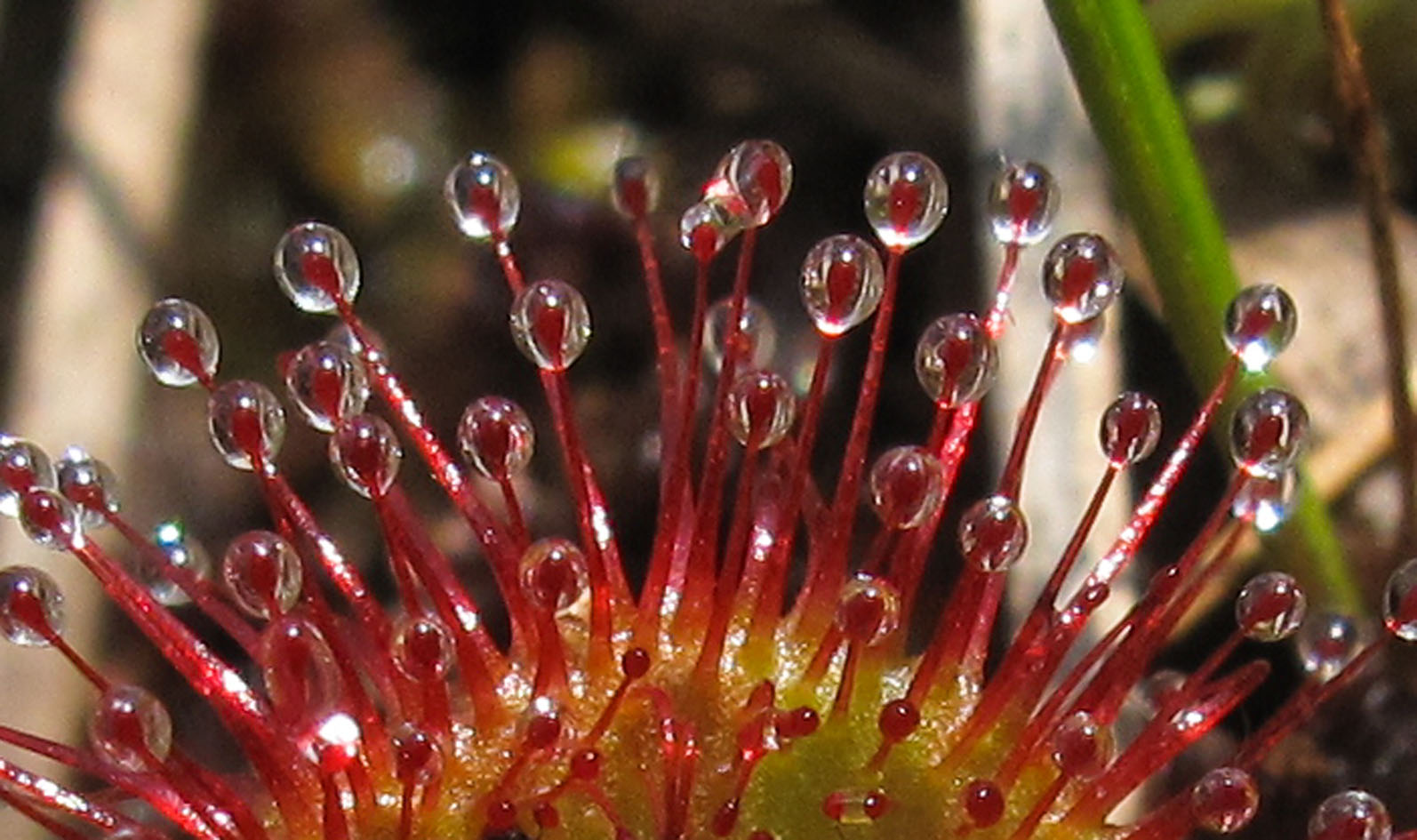 Drosera