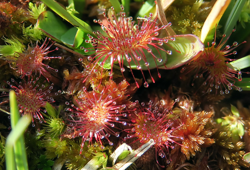Drosera