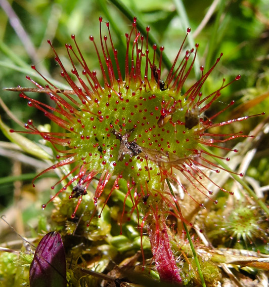 Drosera