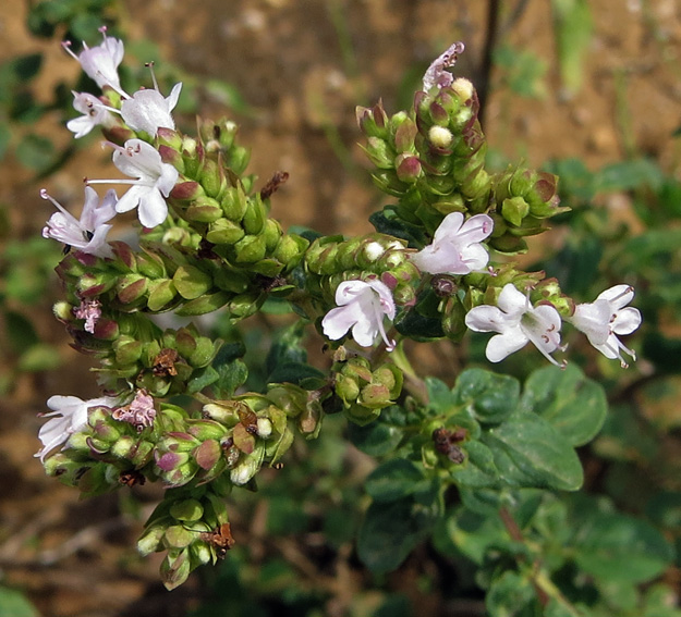 Origanum