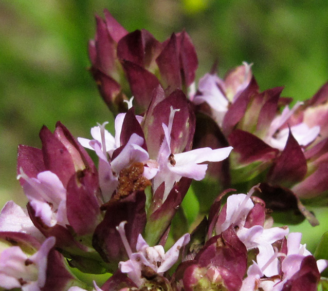 Origanum