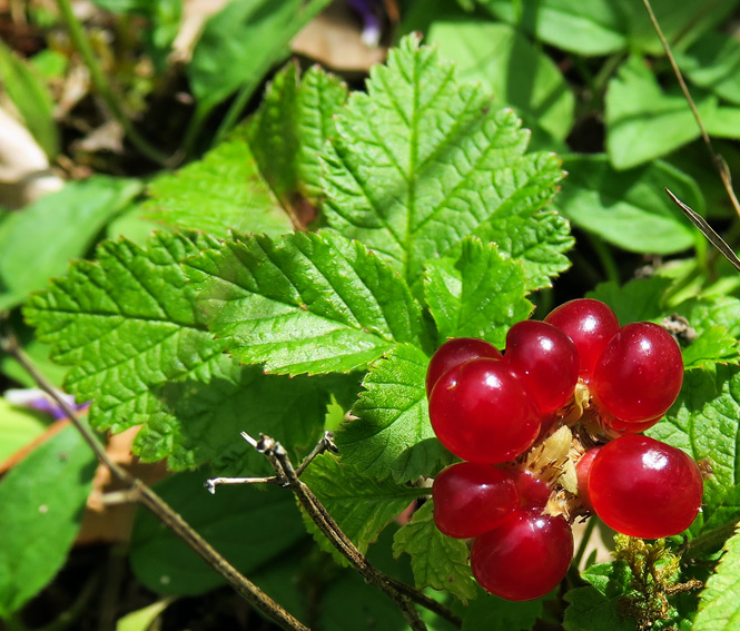 Rubus