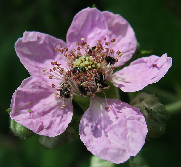 Rubus