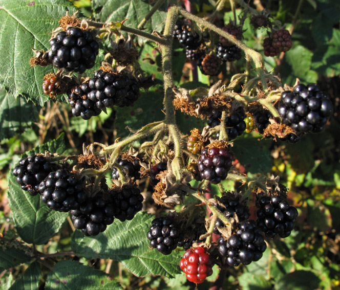 Rubus
