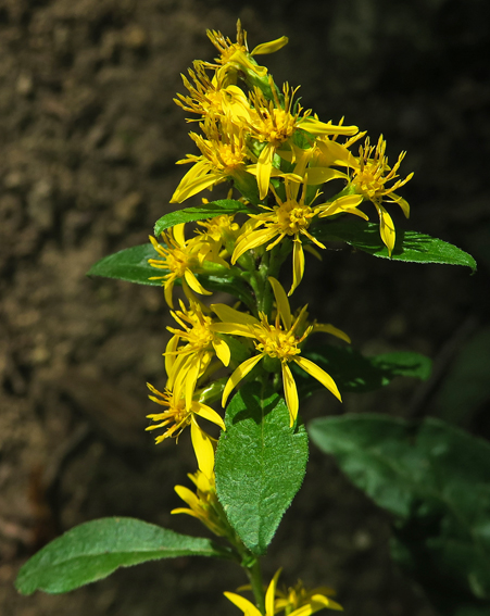 Solidago