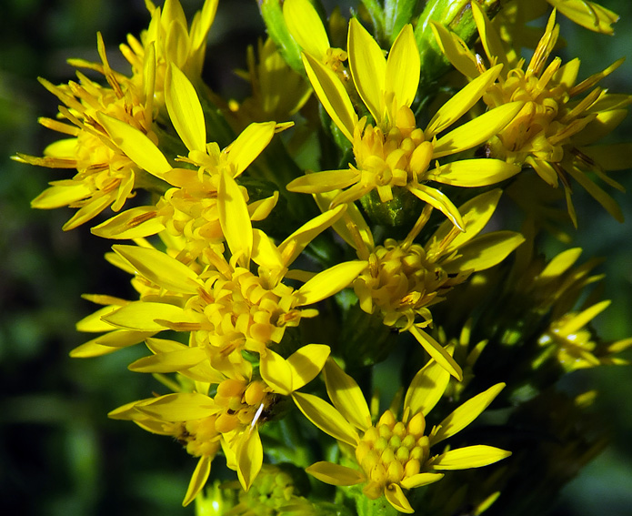 Solidago