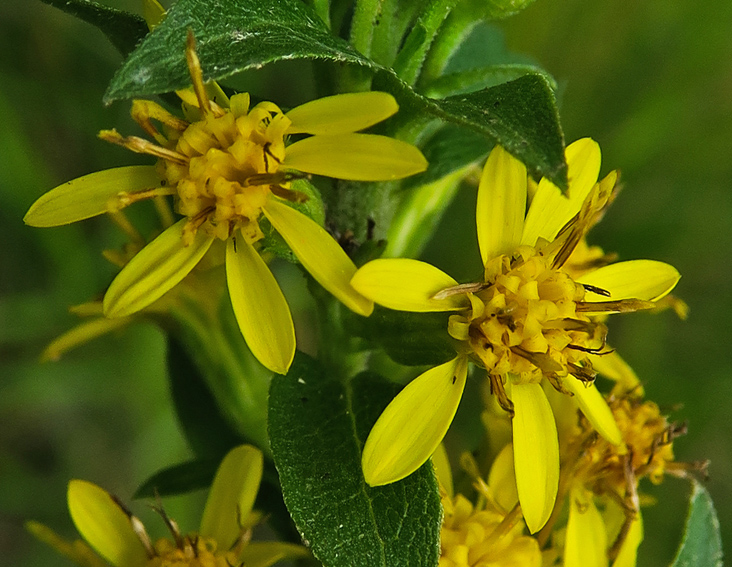 Solidago