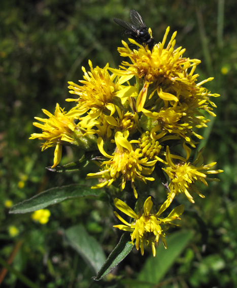 Solidago