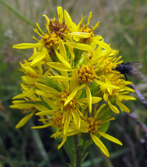 Solidago