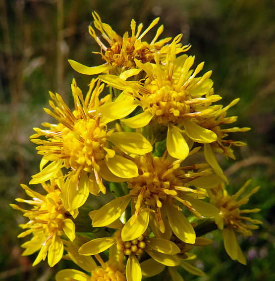 Solidago